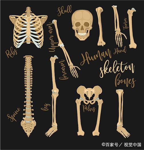 骨骼是由什么组成图标
