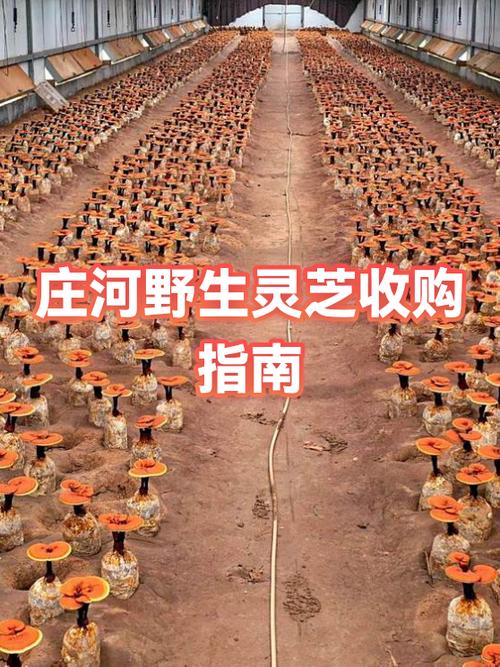 灵芝销售渠道图标