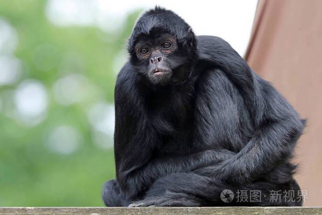 黑蜘蛛猴亚马逊图标