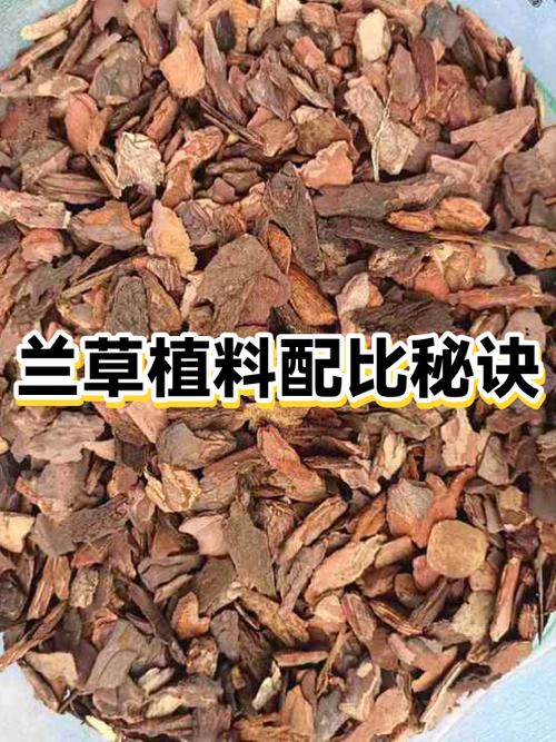兰草的正确养殖方法图标