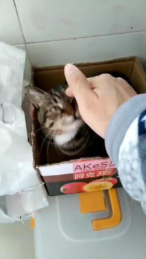 一时冲动把猫摔死了截图