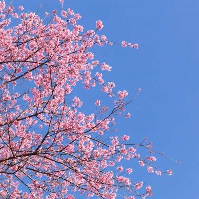 梦幻樱花少女头像图标