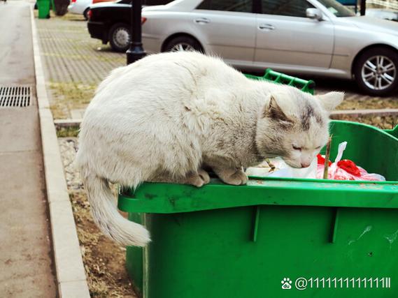 流浪猫真不可怜图标