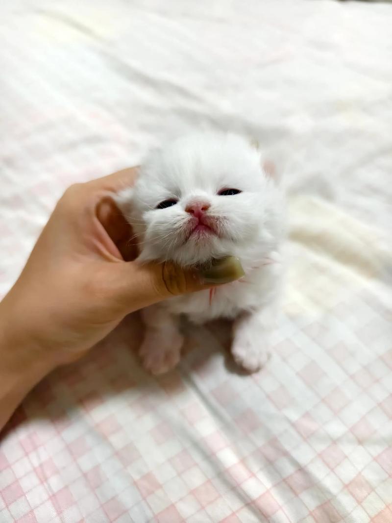 小奶猫3hfe截图