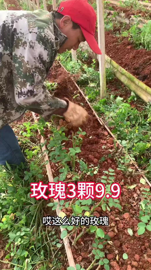 乡村小花农图标