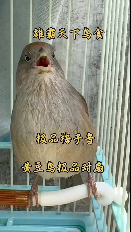黄鸟的叫声大全 高清图标