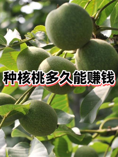 种核桃赚钱吗截图