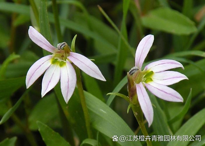 荒野2半边莲图标