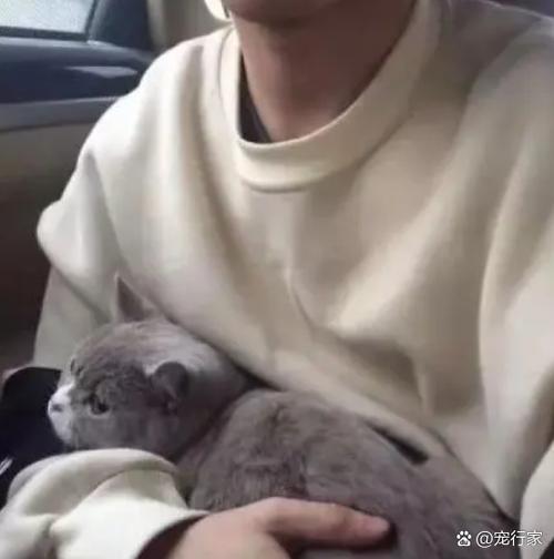 男人养猫图标