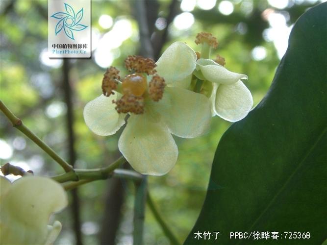 竹子花治什么病最好截图