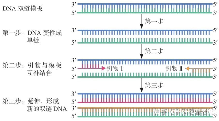 pcr技术中的引物是什么图标