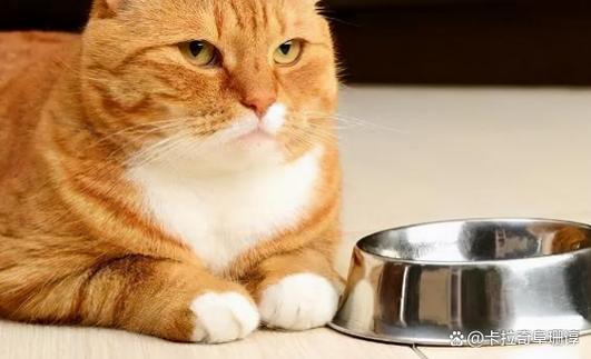猫咪宁愿饿着也不吃猫粮只吃肉图标