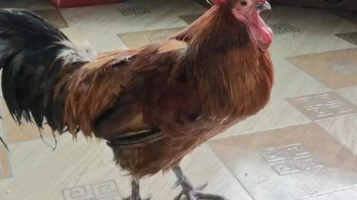 鸡仙图片图标