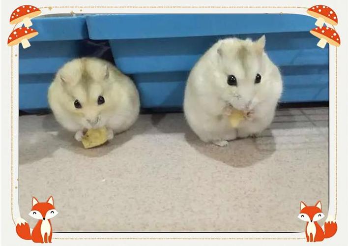 小仓鼠毛突然变了色图标