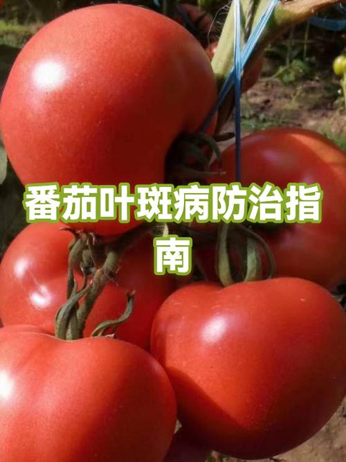 番茄病番茄病害图片及防治图标