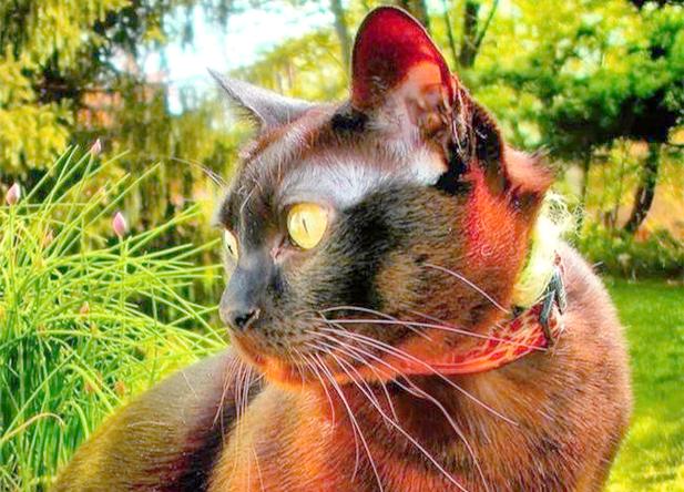 猫王国之巅图标
