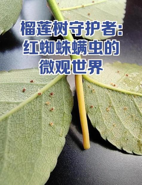 红蜘蛛电脑病毒图标