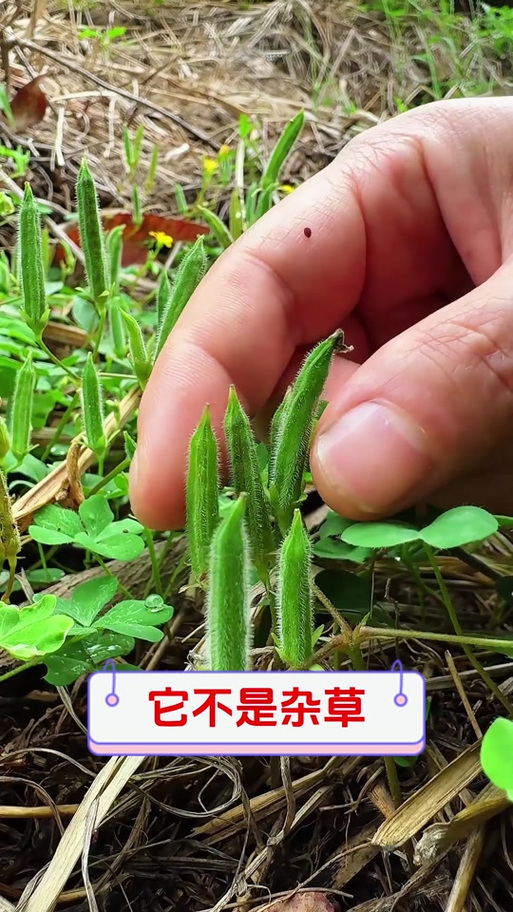 三叶草的功效与作用图标