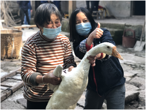 卖鹅网图标