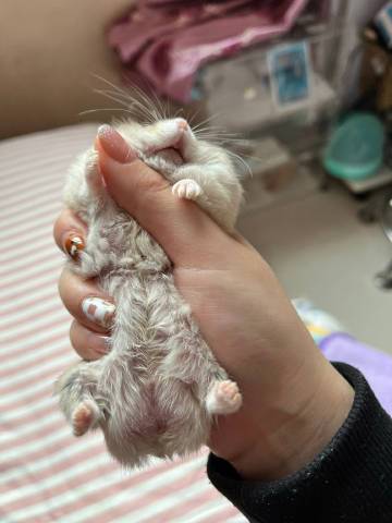 网易cc微博耶耶耶图标