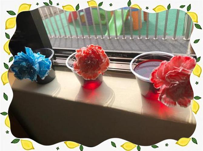 科学变色花公开课视频图标