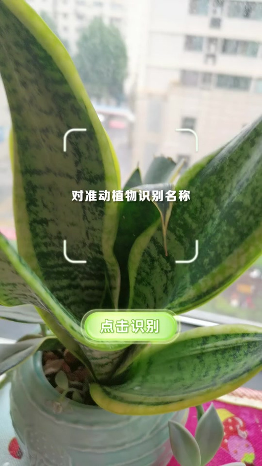 植物扫一扫识别图标