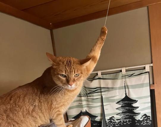动物模仿猫截图
