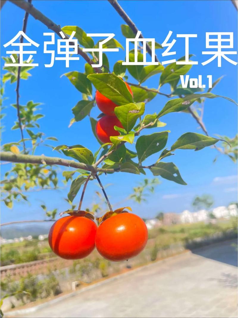 红果5.9.5老版本