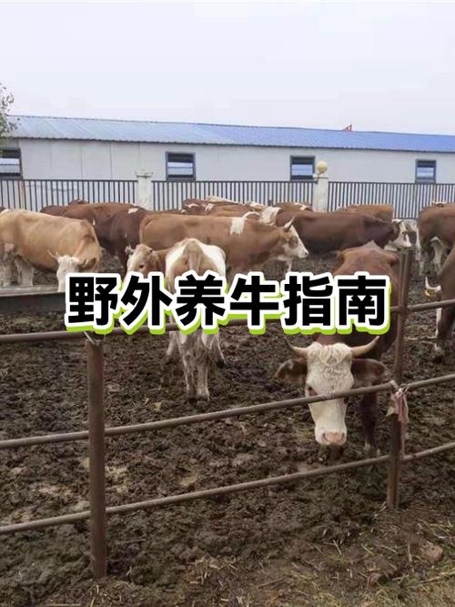 农村养牛多少头需要办手续图标