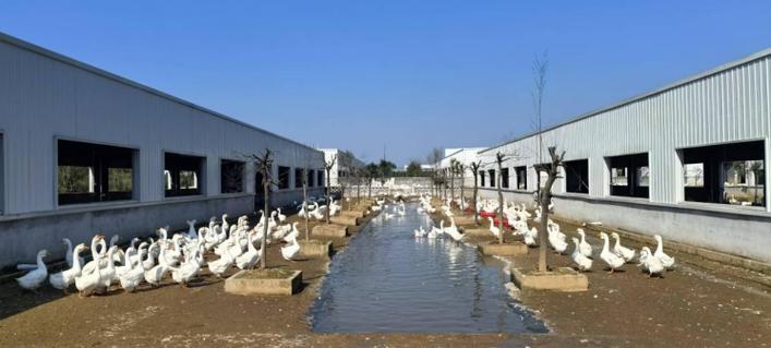 附近养鹅场截图