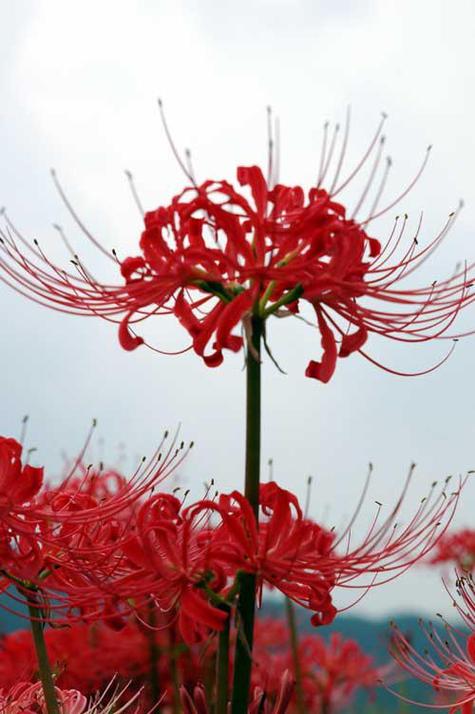 彼岸花泡水喝的功效图标