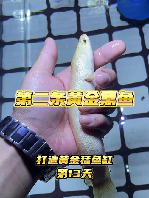 黄化黑鱼视频图标