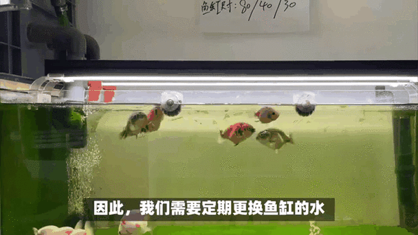 鱼缸铺石头怎么去鱼屎图标