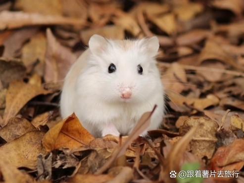 仓鼠身子软了不动了是不是死了图标