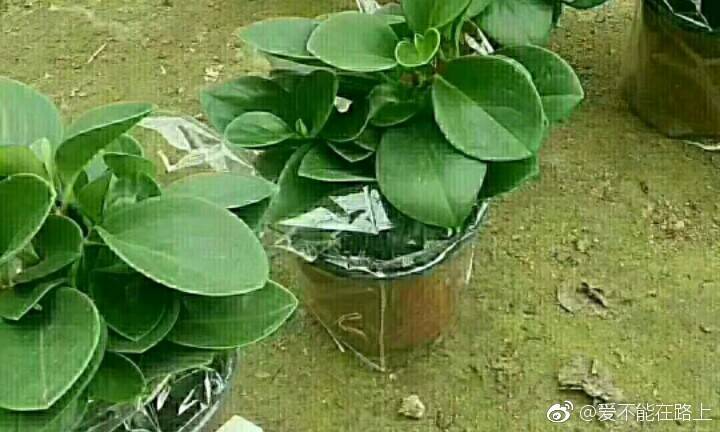 绿色转发文章赚钱平台图标