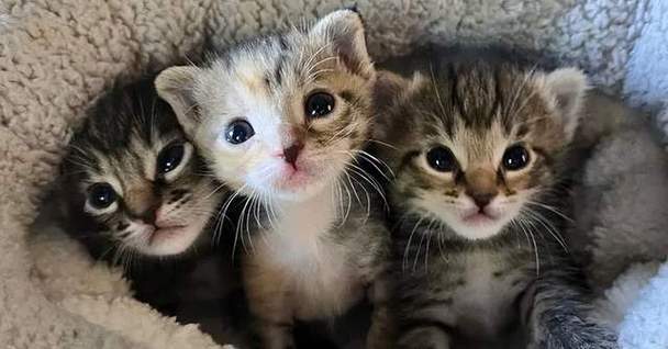 家里养三只猫风水好吗