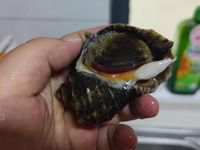 海螺煮熟后有腥臭味怎么办