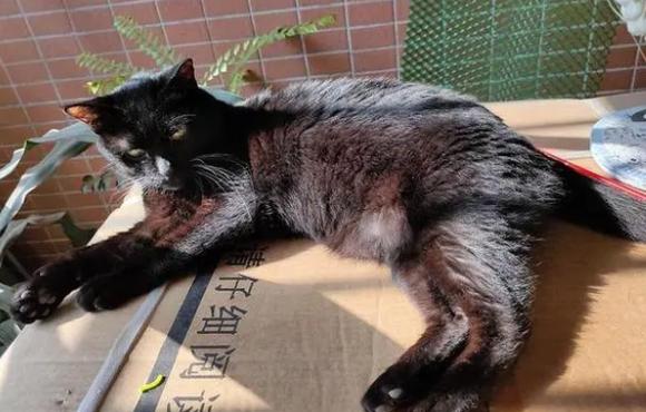 玄猫寿命一般多少年图标