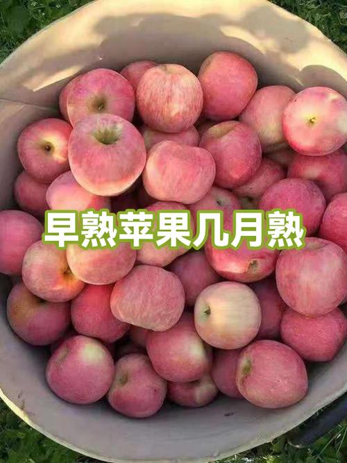 苹果2020上市准确时间图标