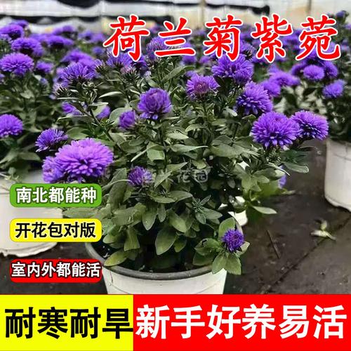 甜心花贷款app图标