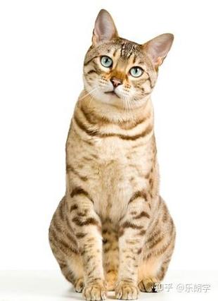 小猫翻译图标