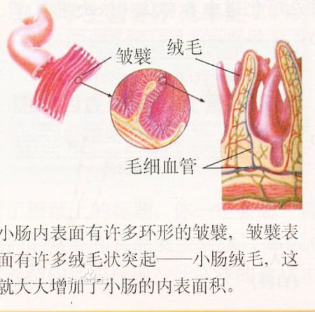 肠子txt百度网盘图标
