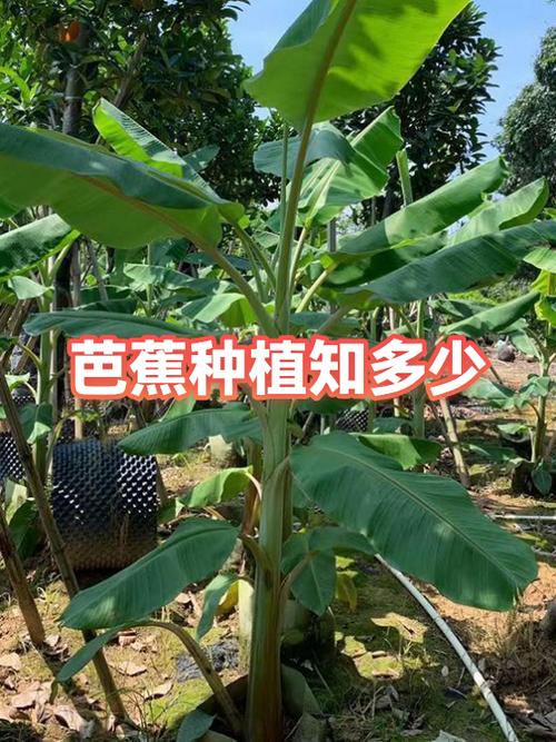 芭蕉拼音版截图