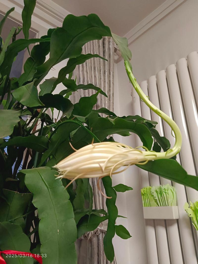 原神忧昙花采集位置介绍图标