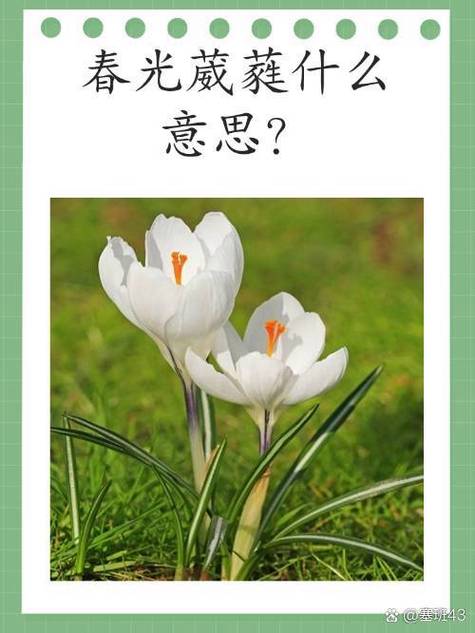 芝麻隐晦意思是什么图标