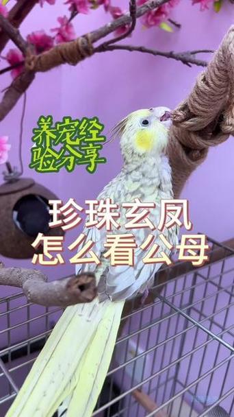 玄凤古铜珍珠和珍珠的区别截图