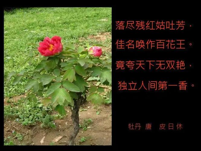 独立群芳什么意思截图