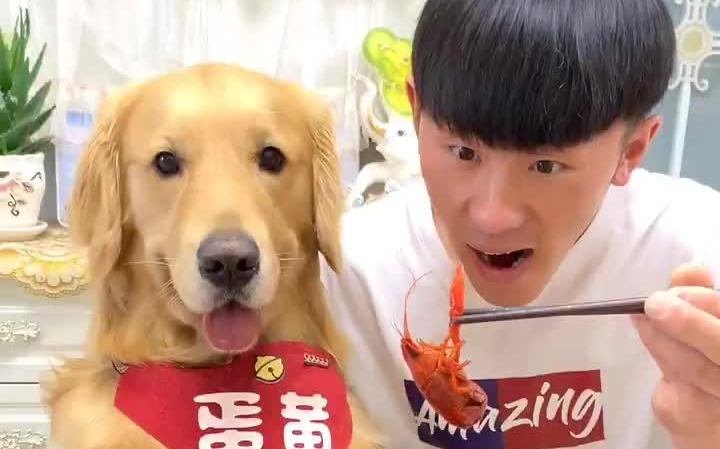 金毛蛋黄全集图标