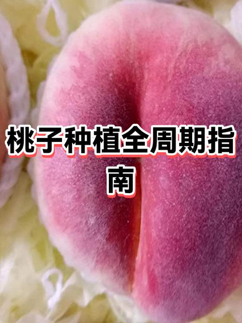 桃子播种方法游戏截图