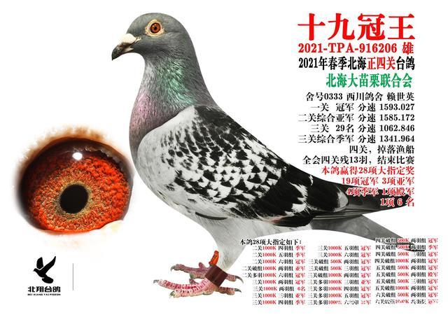 19年台湾赛鸽比赛冠军图标